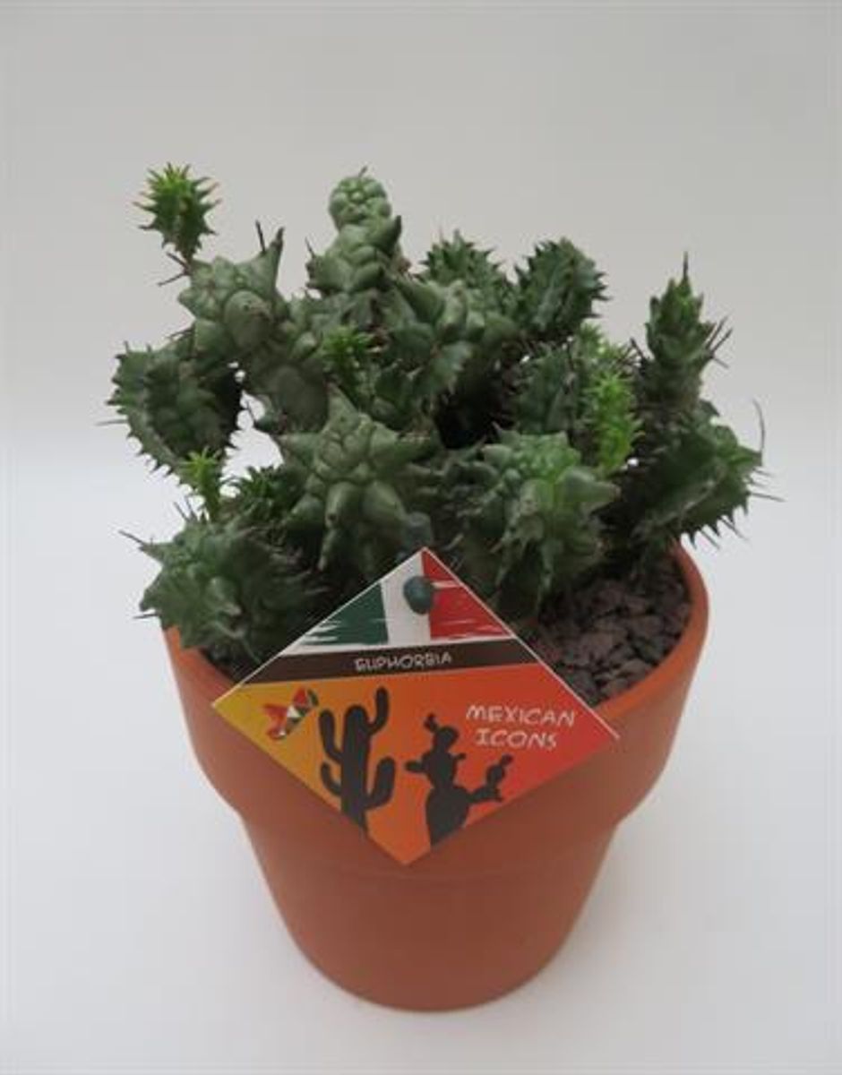 Euphorbia horrida monstruosa — Plant Wholesale FlorAccess