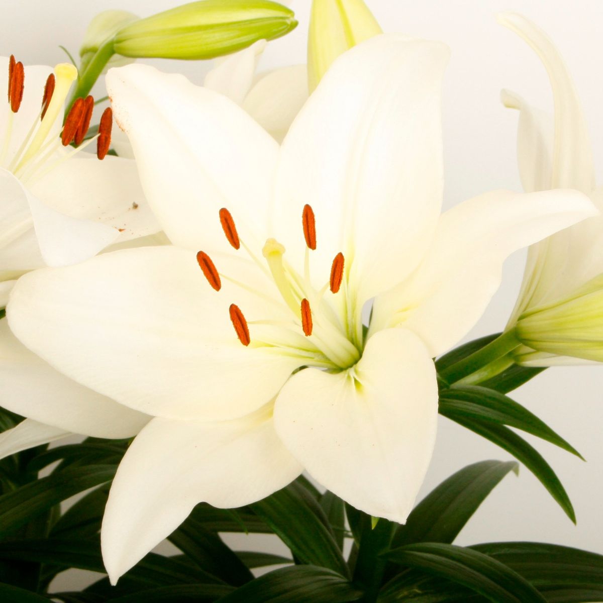 Lilium 'Summer Snow' — Plant Wholesale FlorAccess