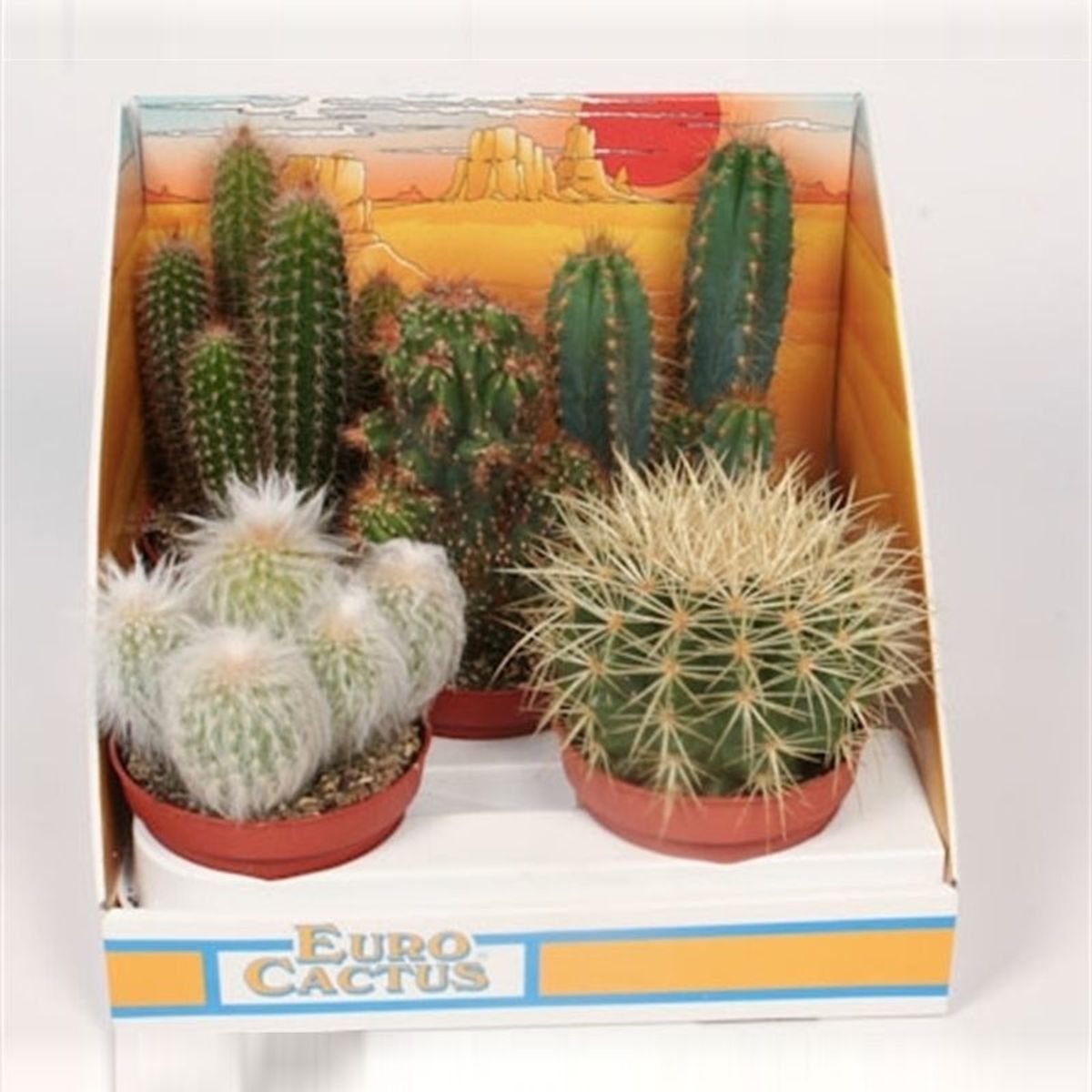 Cactus MIX — Plant Wholesale FlorAccess