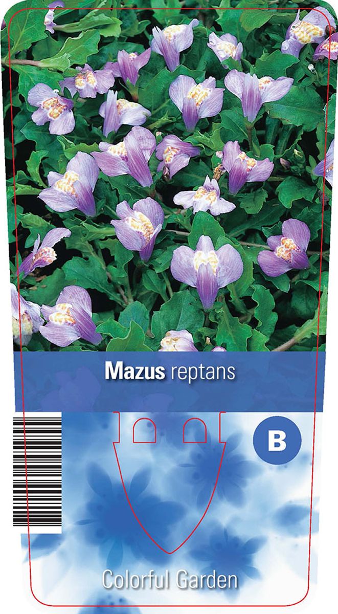 Mazus reptans — Plant Wholesale FlorAccess