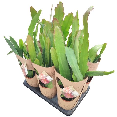 Epiphyllum anguliger — Plant Wholesale FlorAccess