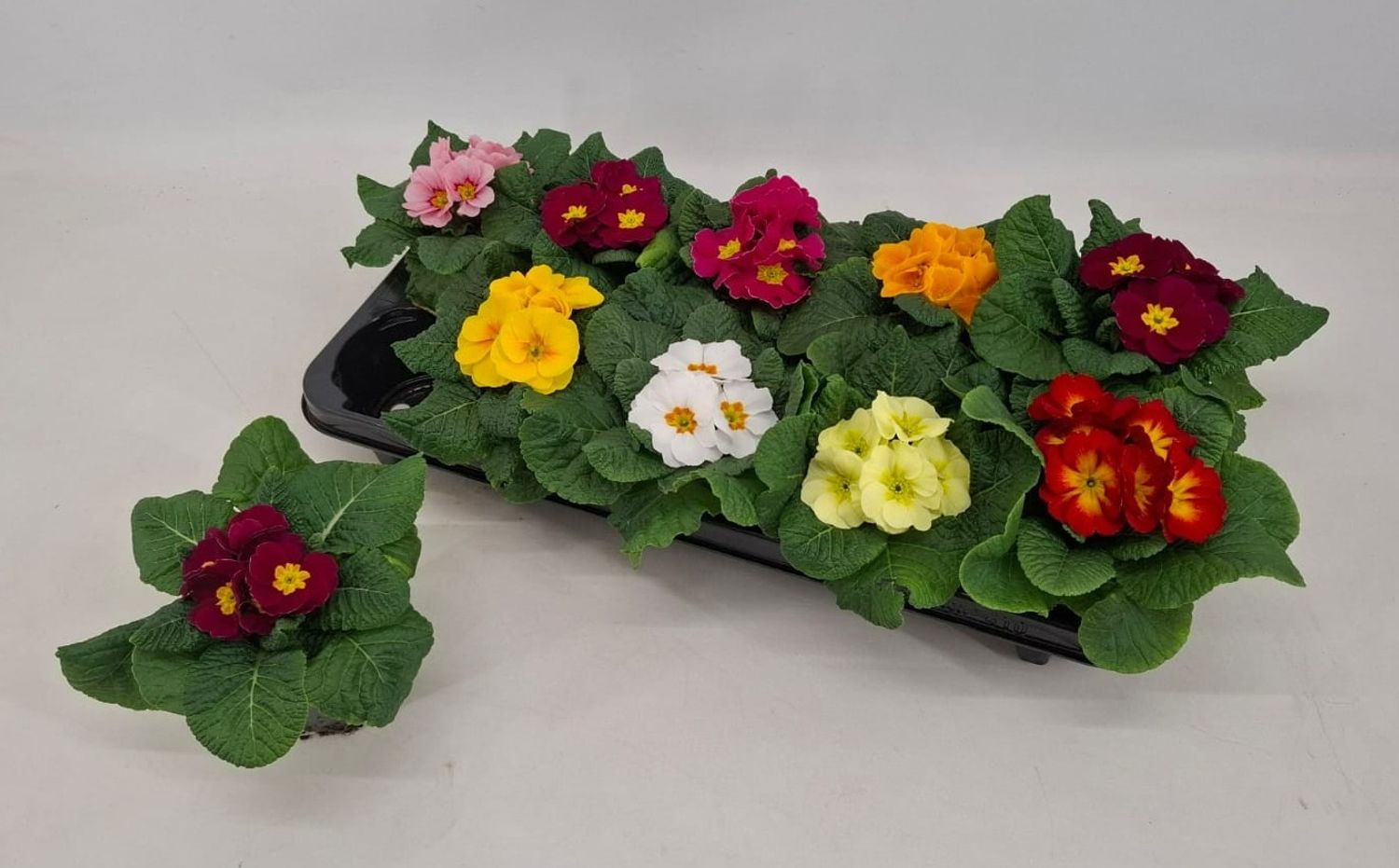 Primula PARADISO MIX — Рослини оптом FlorAccess