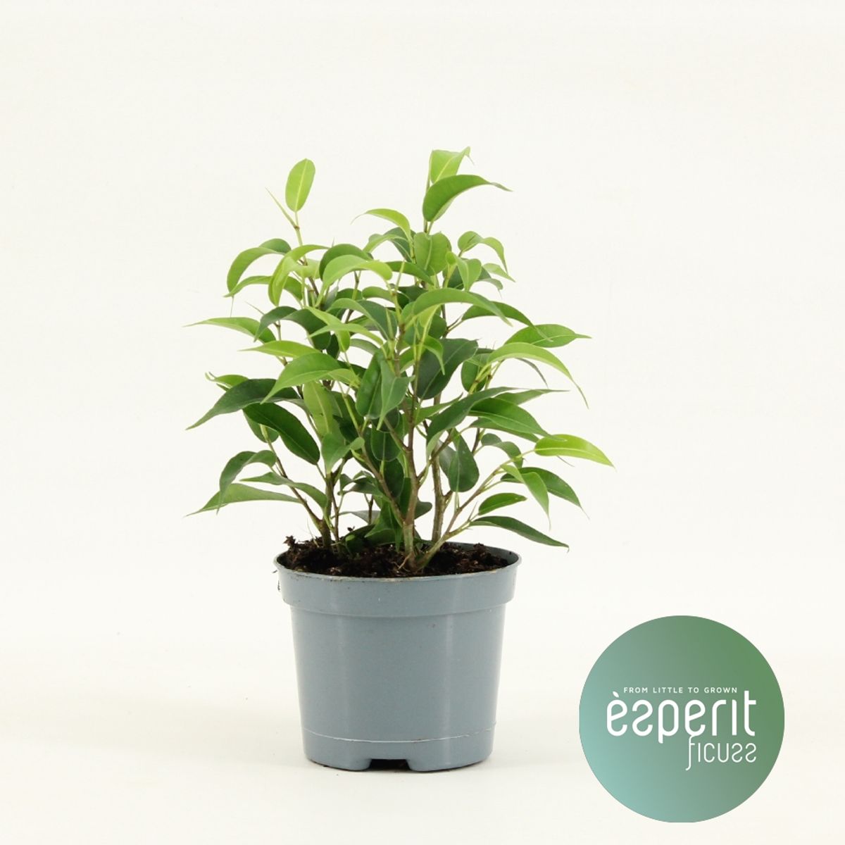 Ficus benjamina 'Natasja' — Plant Wholesale FlorAccess