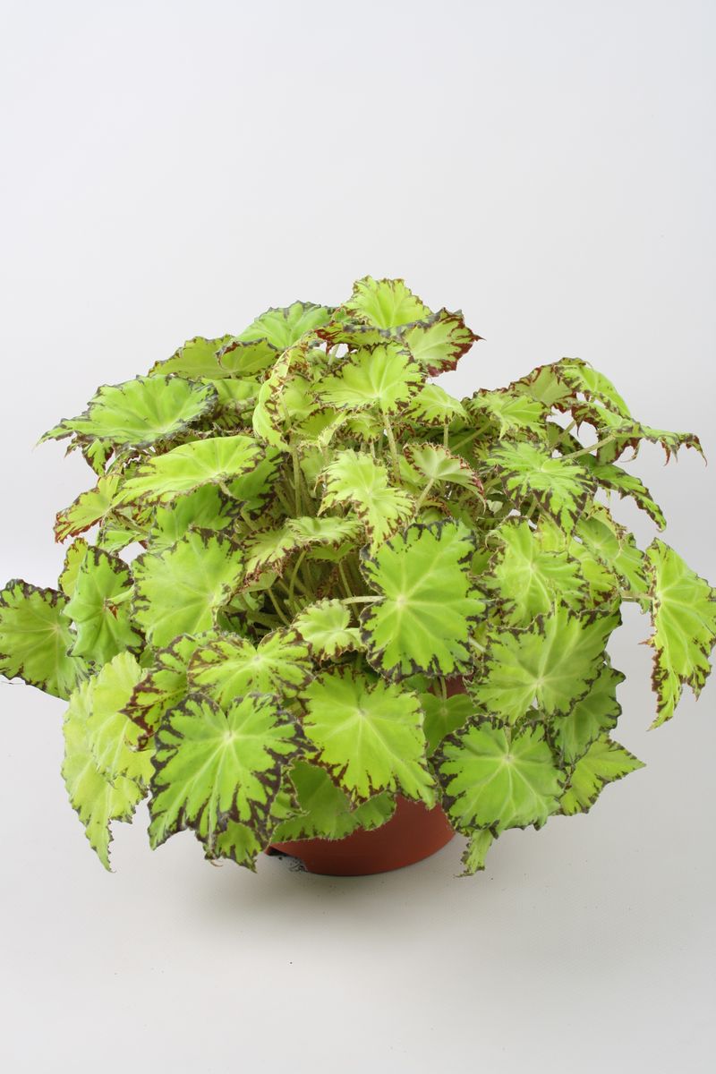 Begonia beleaf store