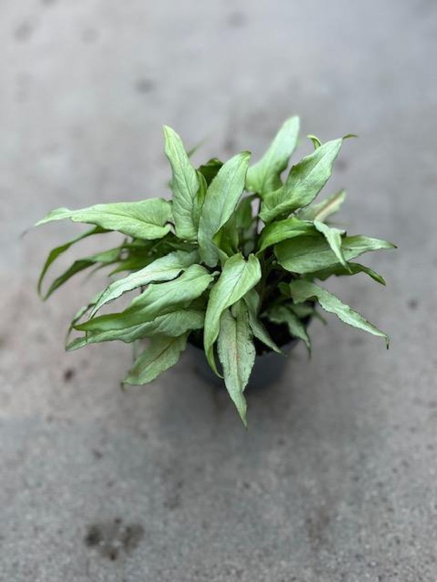 Syngonium 'Silver Fox' — Plant Wholesale FlorAccess