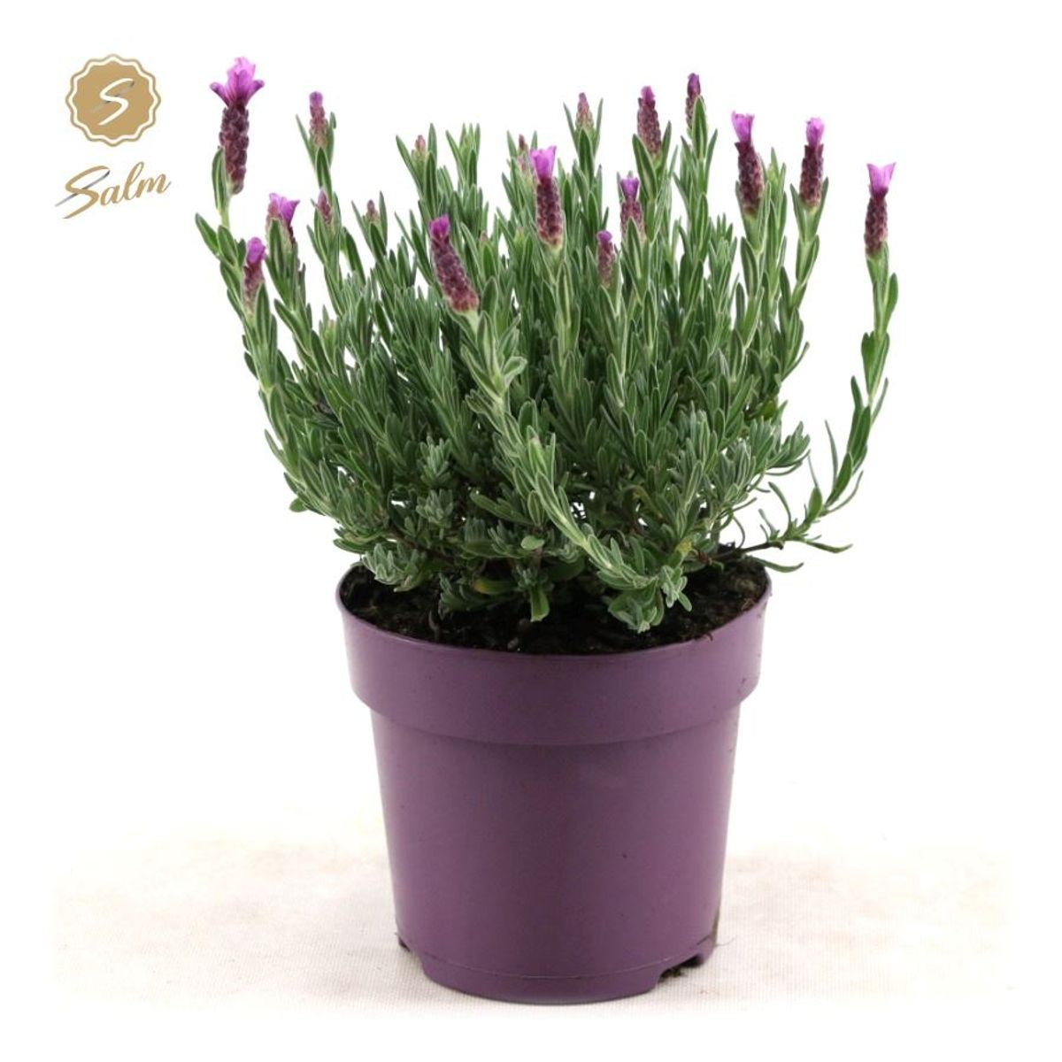 Lavandula stoechas 'Anouk' — Plant Wholesale FlorAccess