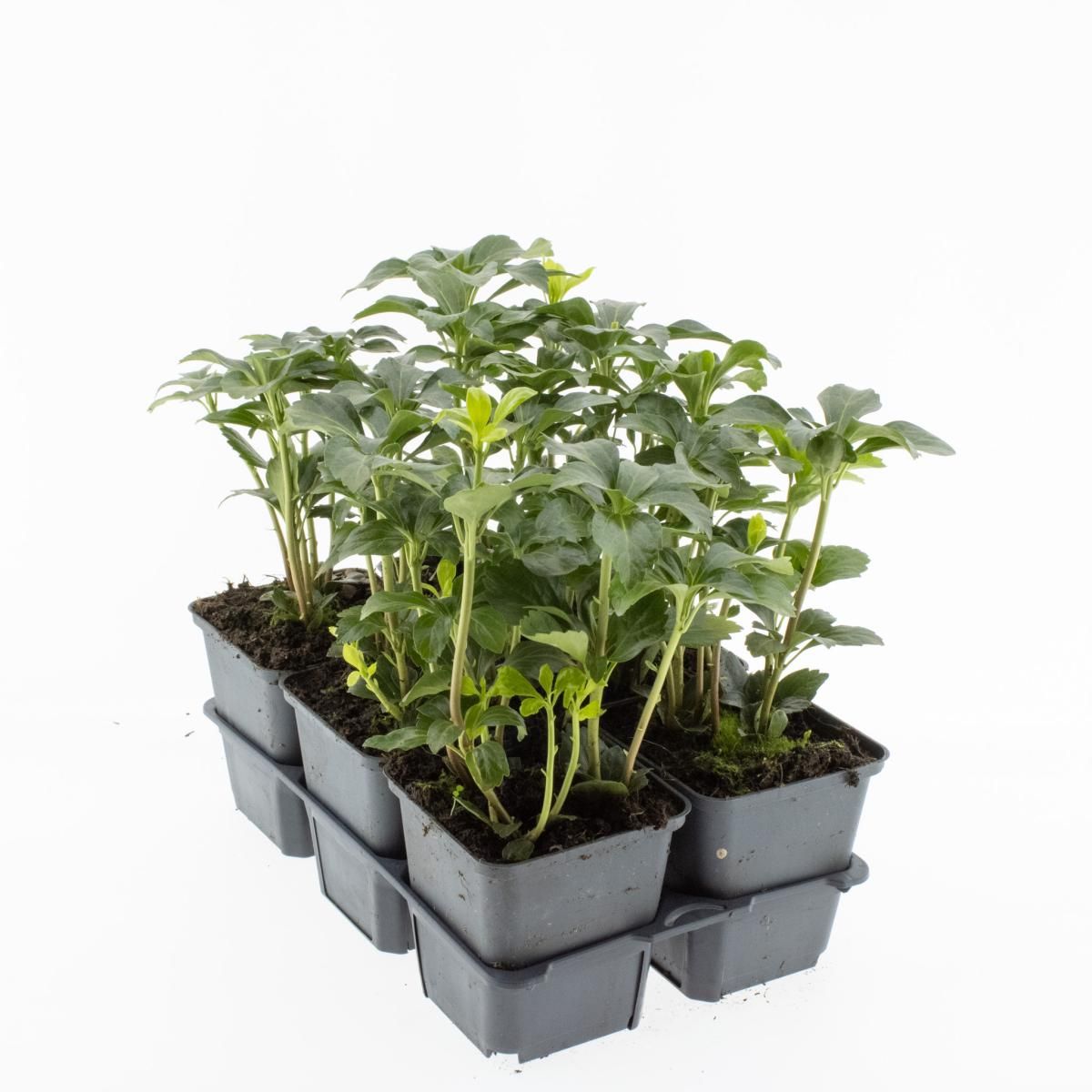 Pachysandra terminalis 'Green Sheen' — Plant Wholesale FlorAccess