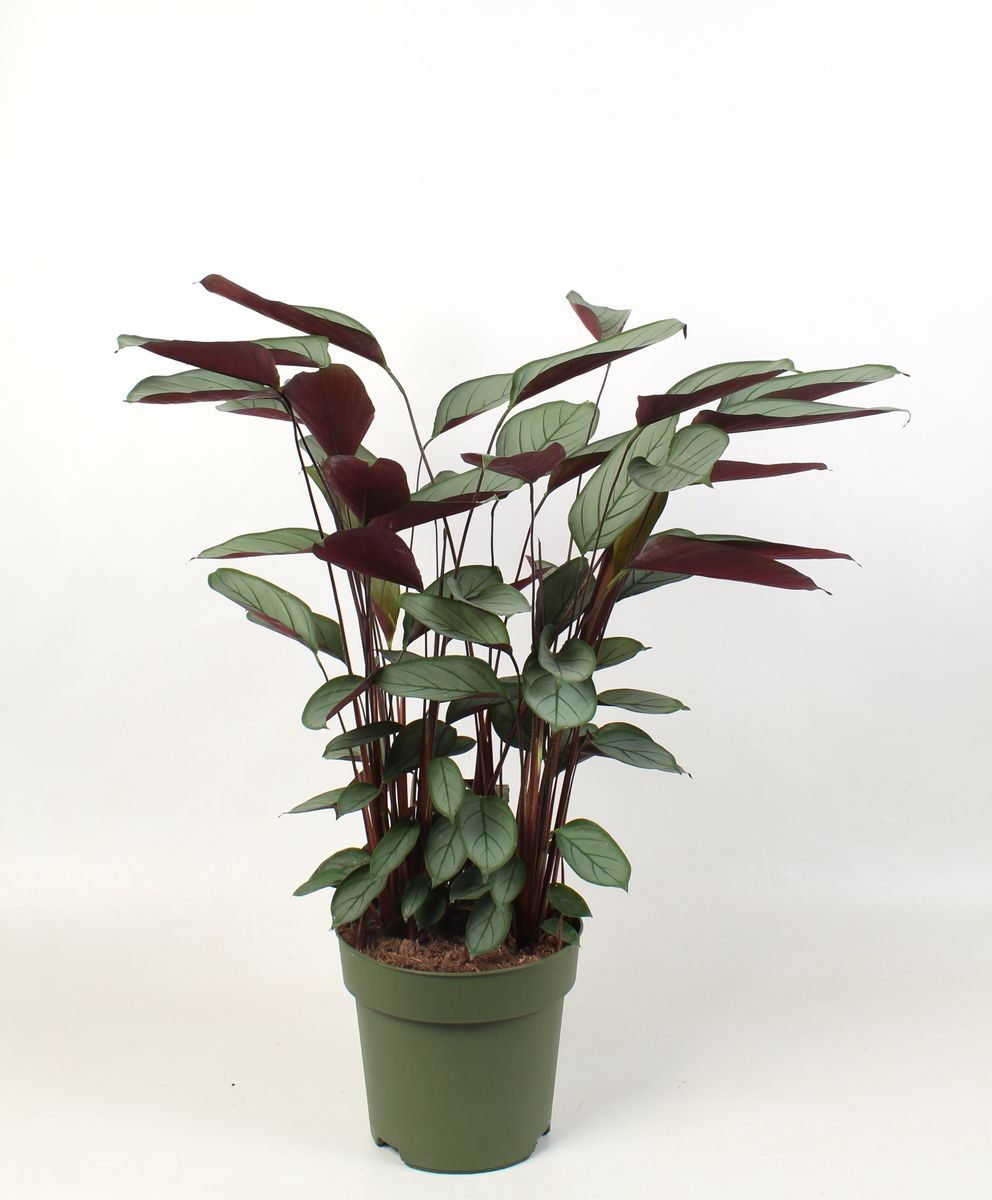 Ctenanthe setosa 'Compactstar' — Plant Wholesale FlorAccess