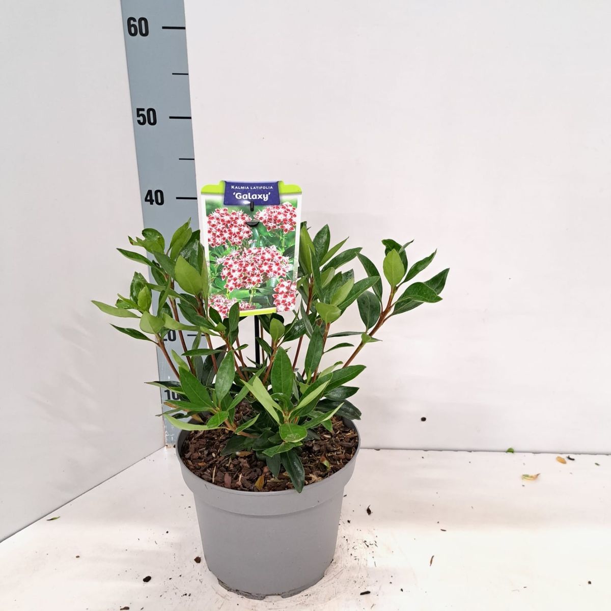 Kalmia latifolia 'Galaxy' — Toptan Bitki Satışı FlorAccess