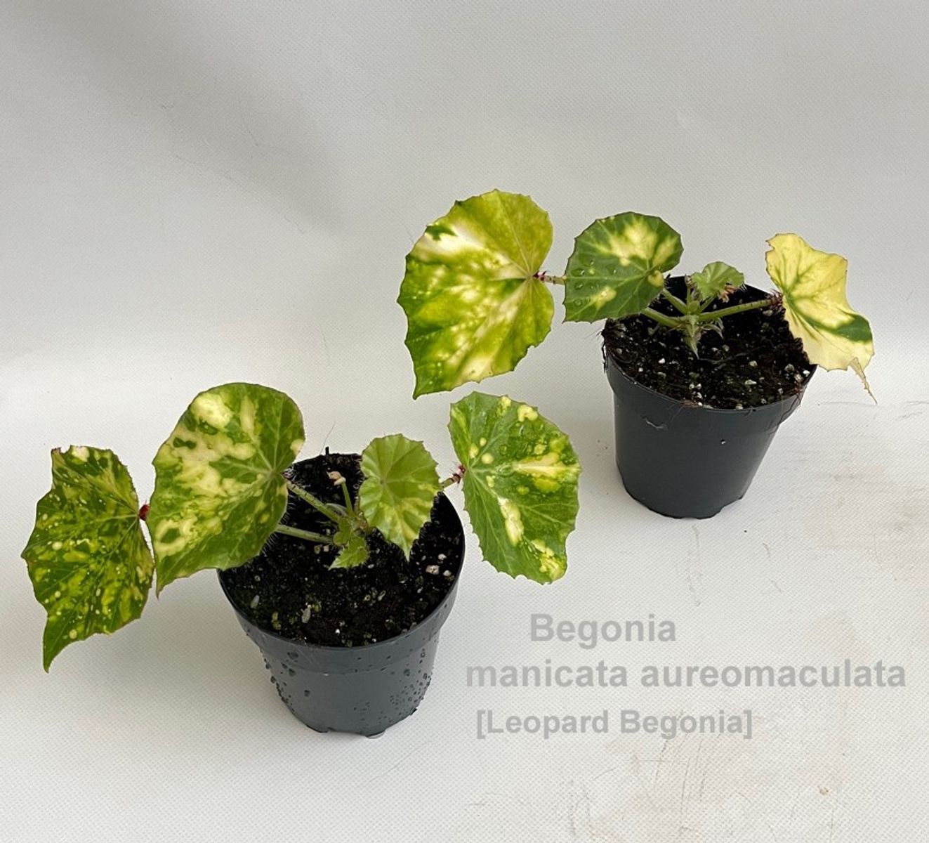 Begonia manicata aureomaculata — Plant Wholesale FlorAccess