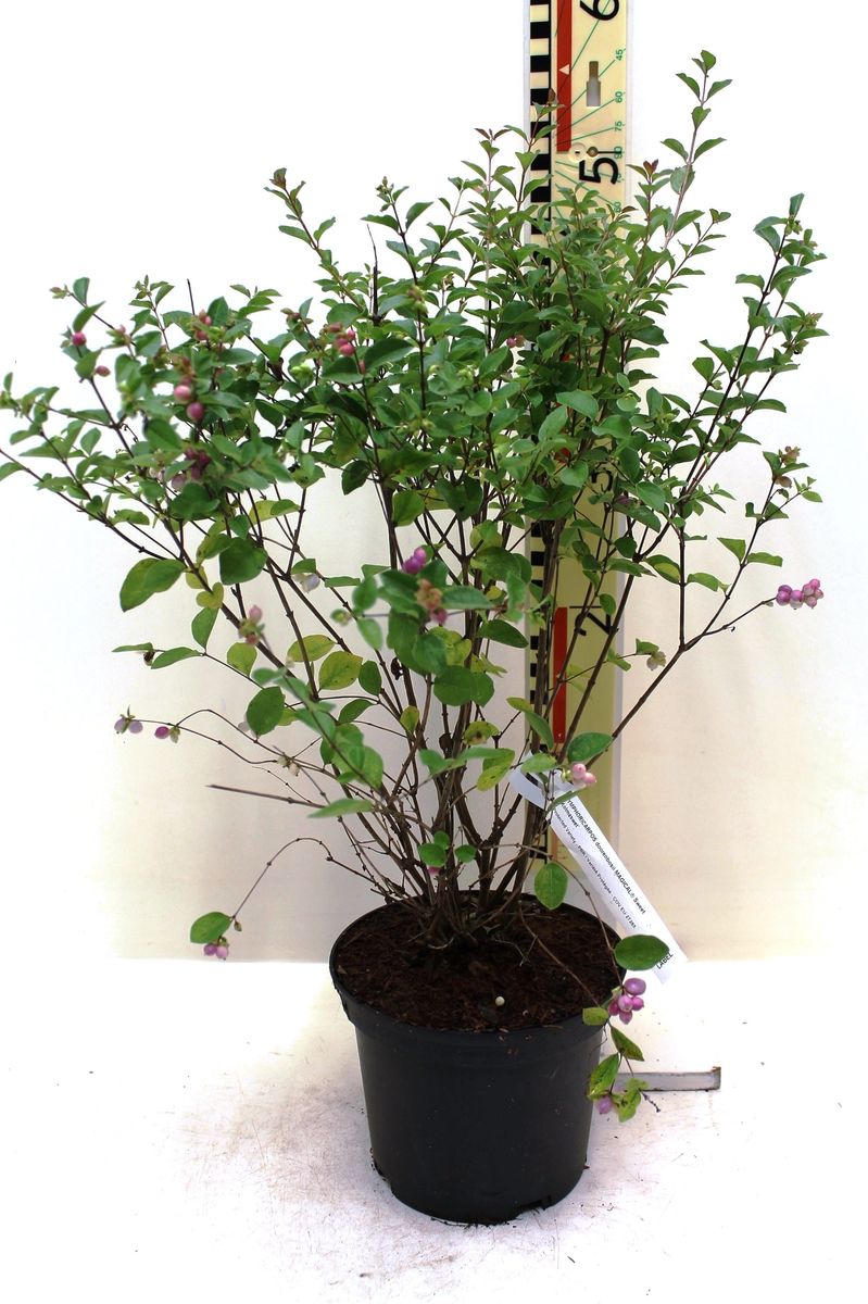 Symphoricarpos MAGICAL SWEET — Рослини оптом FlorAccess