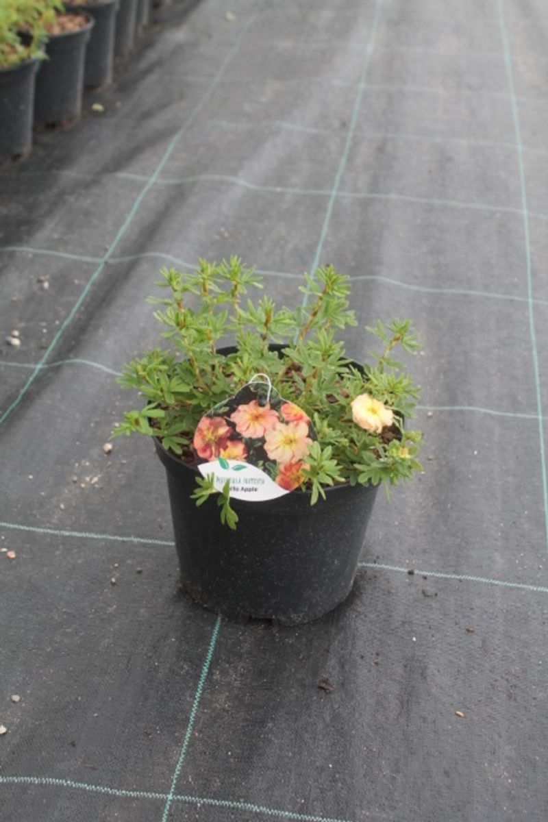 Potentilla fruticosa BELLA APPLE — Plant Wholesale FlorAccess