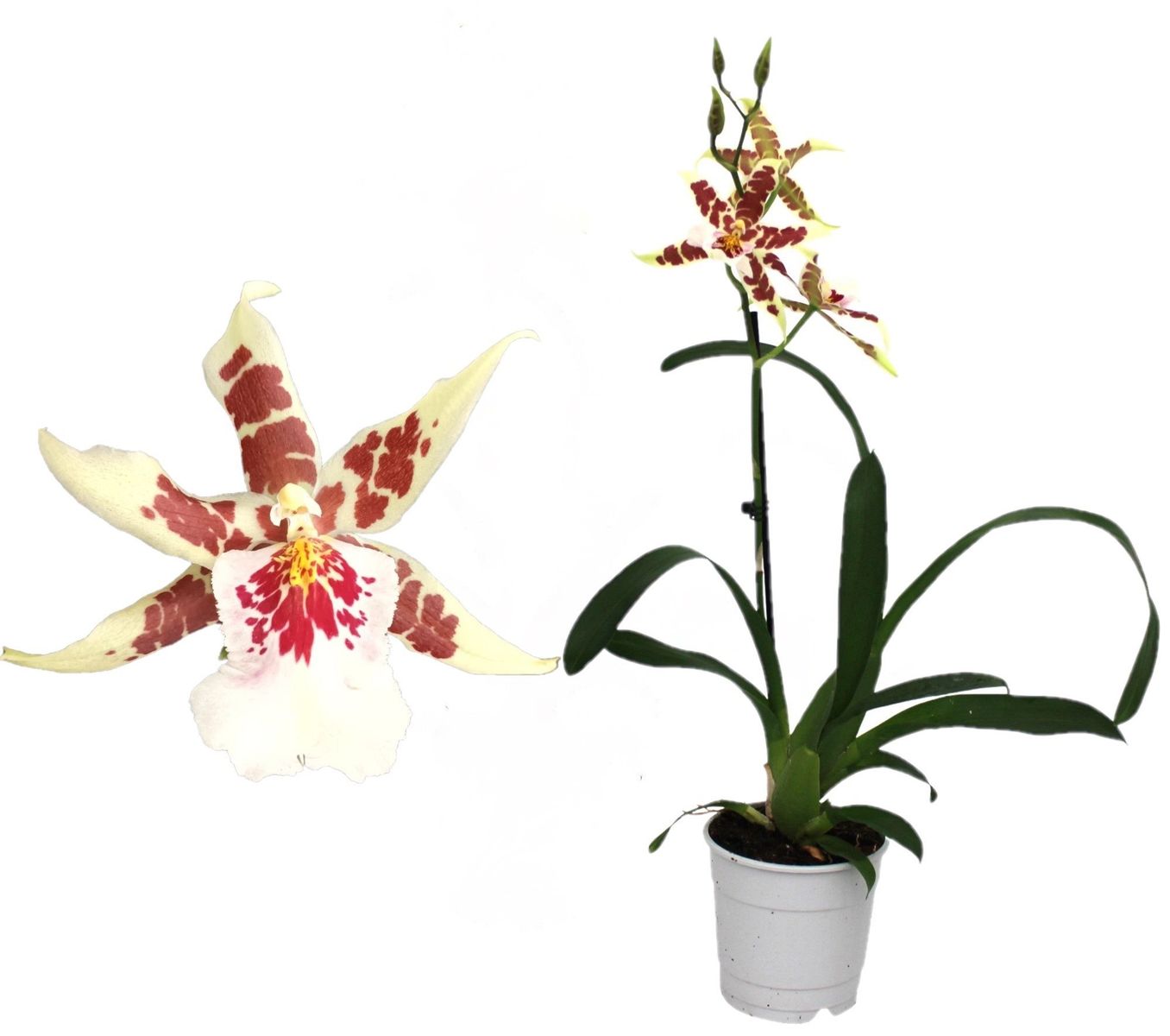 x Aliceara ANTHURA RENAISSANCE WHITE — Plant Wholesale FlorAccess