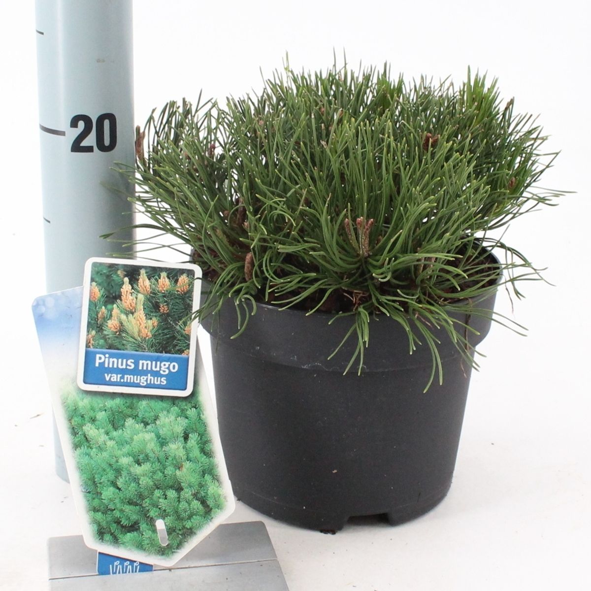 Pinus mugo mughus — Plant Wholesale FlorAccess