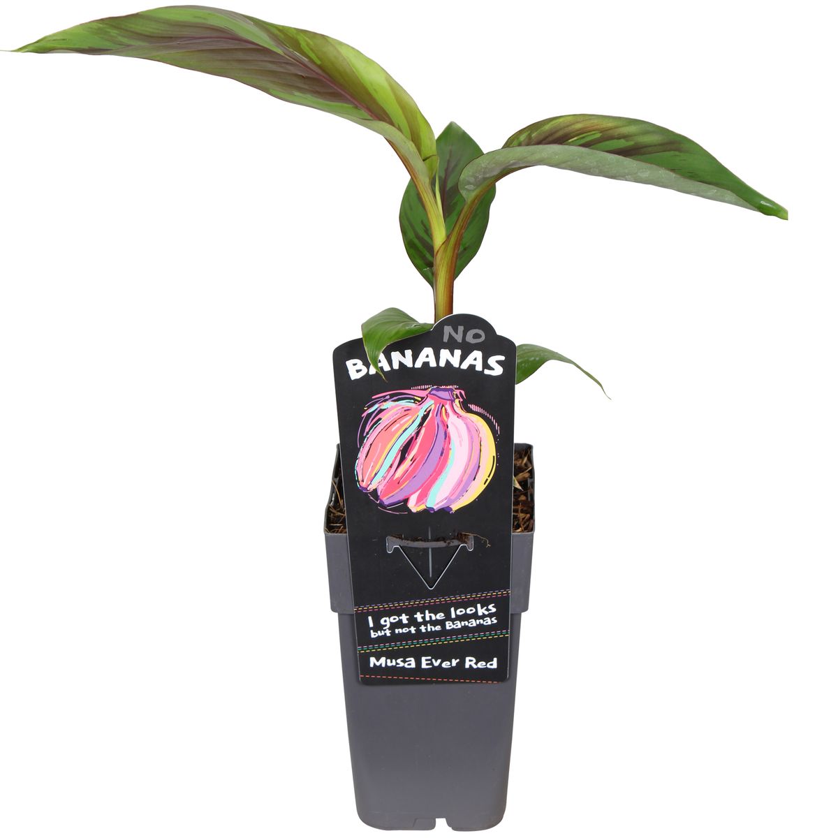 Musa sikkimensis 'Ever Red' — Plant Wholesale FlorAccess