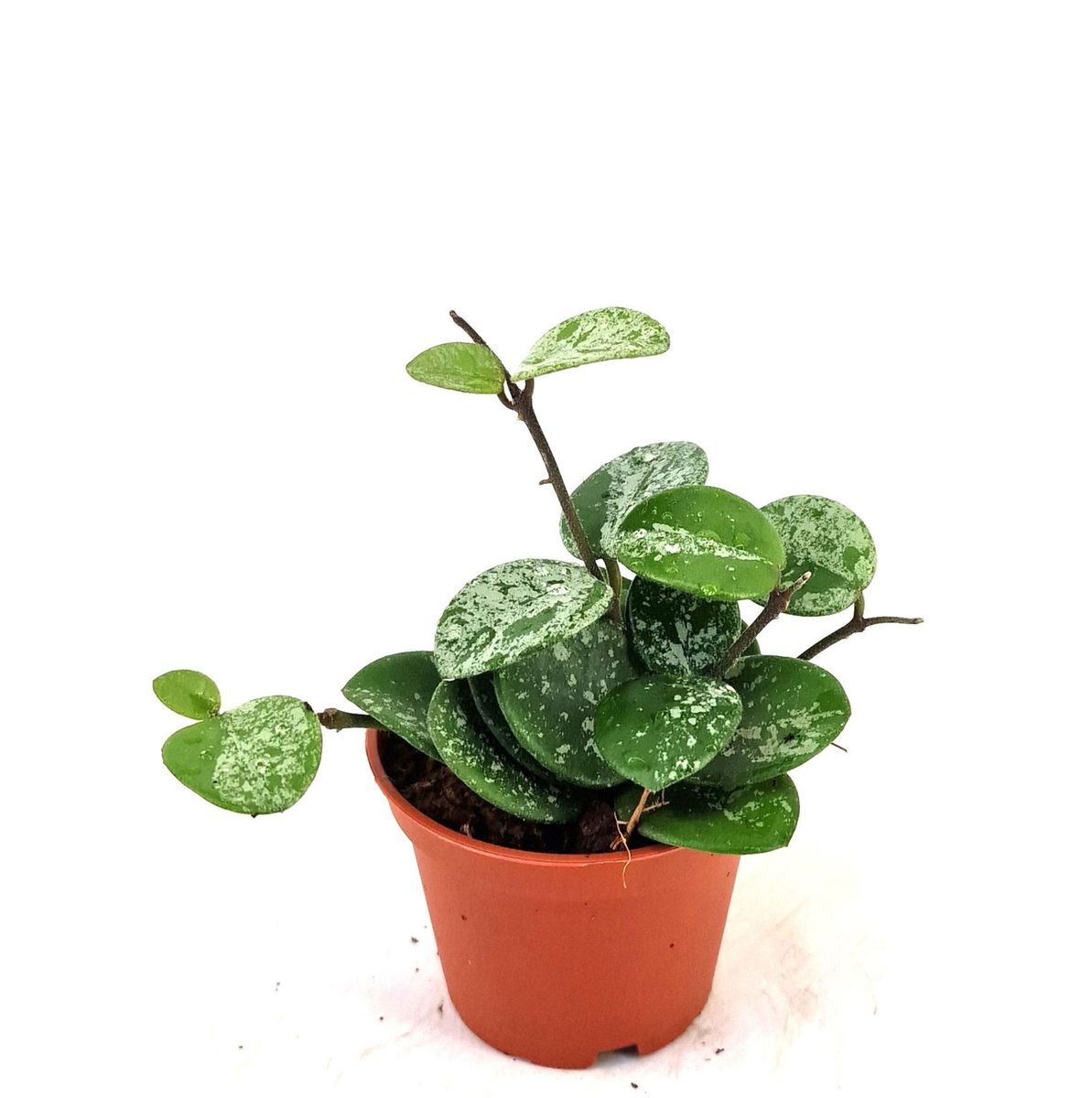 Hoya 'Mathilde Splash' — Plant Wholesale FlorAccess