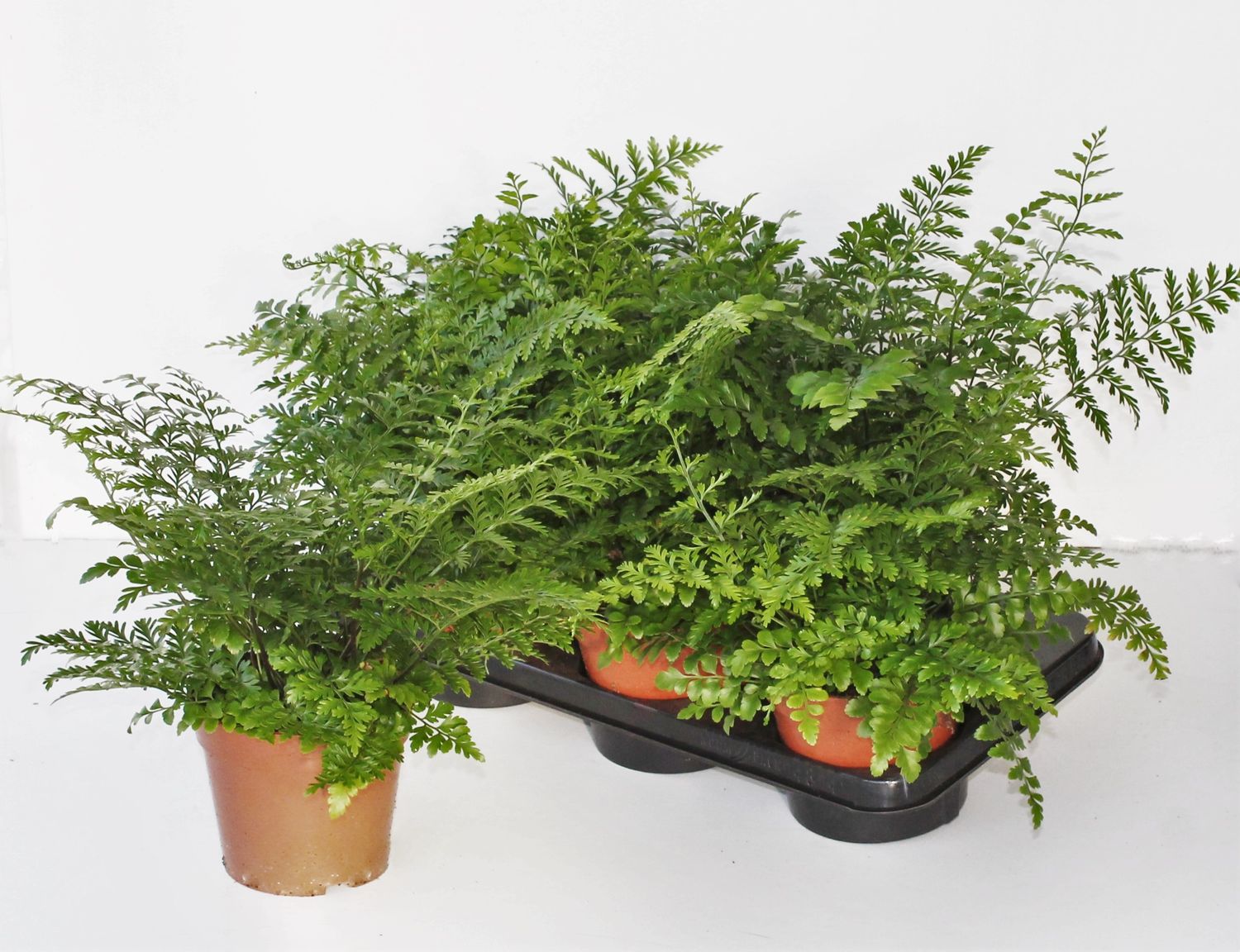 Asplenium 'Parvati' — Plant Wholesale FlorAccess