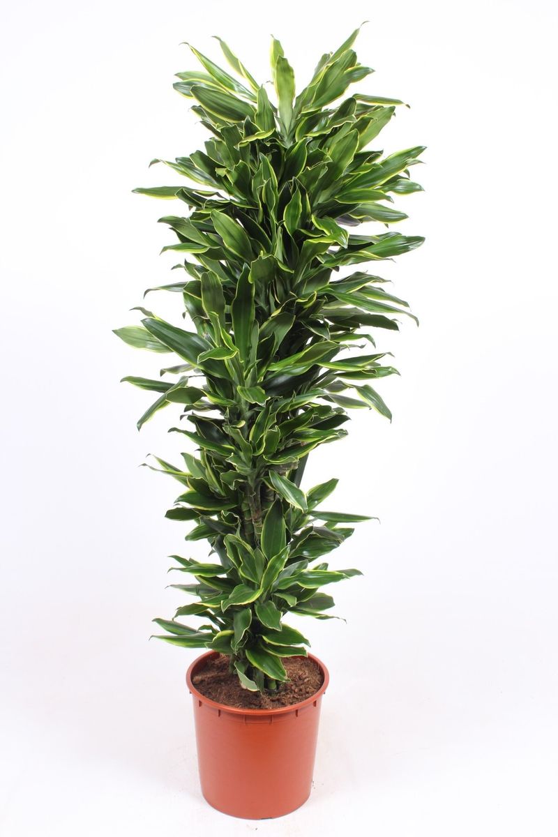 Dracaena fragrans 'Golden Coast' — Plant Wholesale FlorAccess