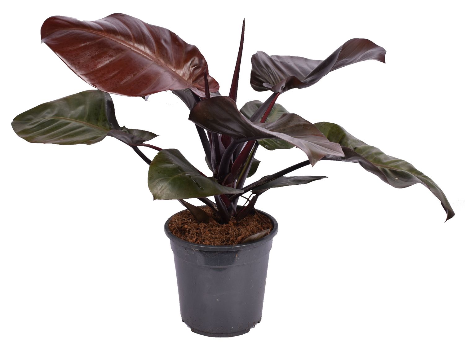 Philodendron BLACK CARDINAL — Plant Wholesale FlorAccess