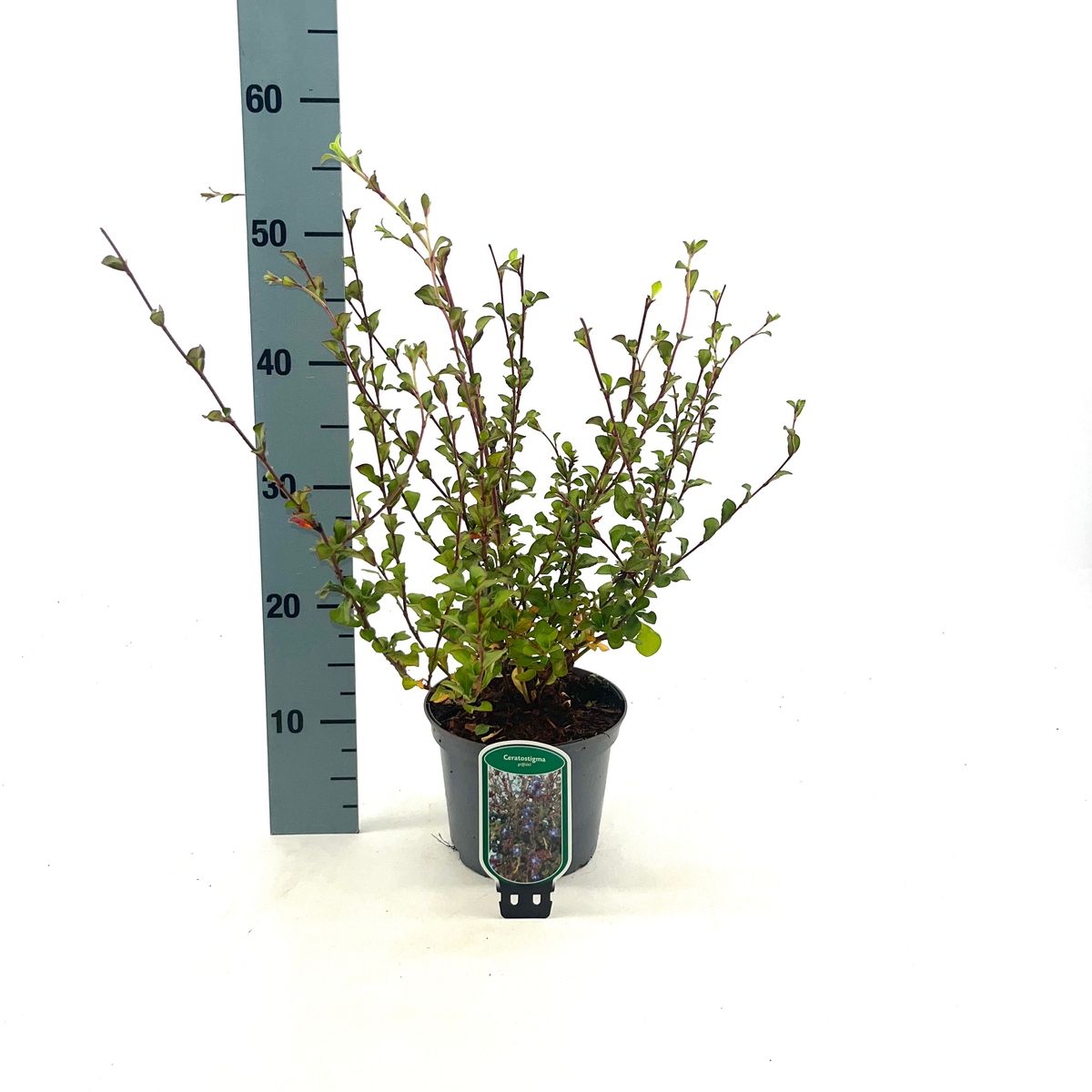 Ceratostigma griffithii — Plant Wholesale FlorAccess