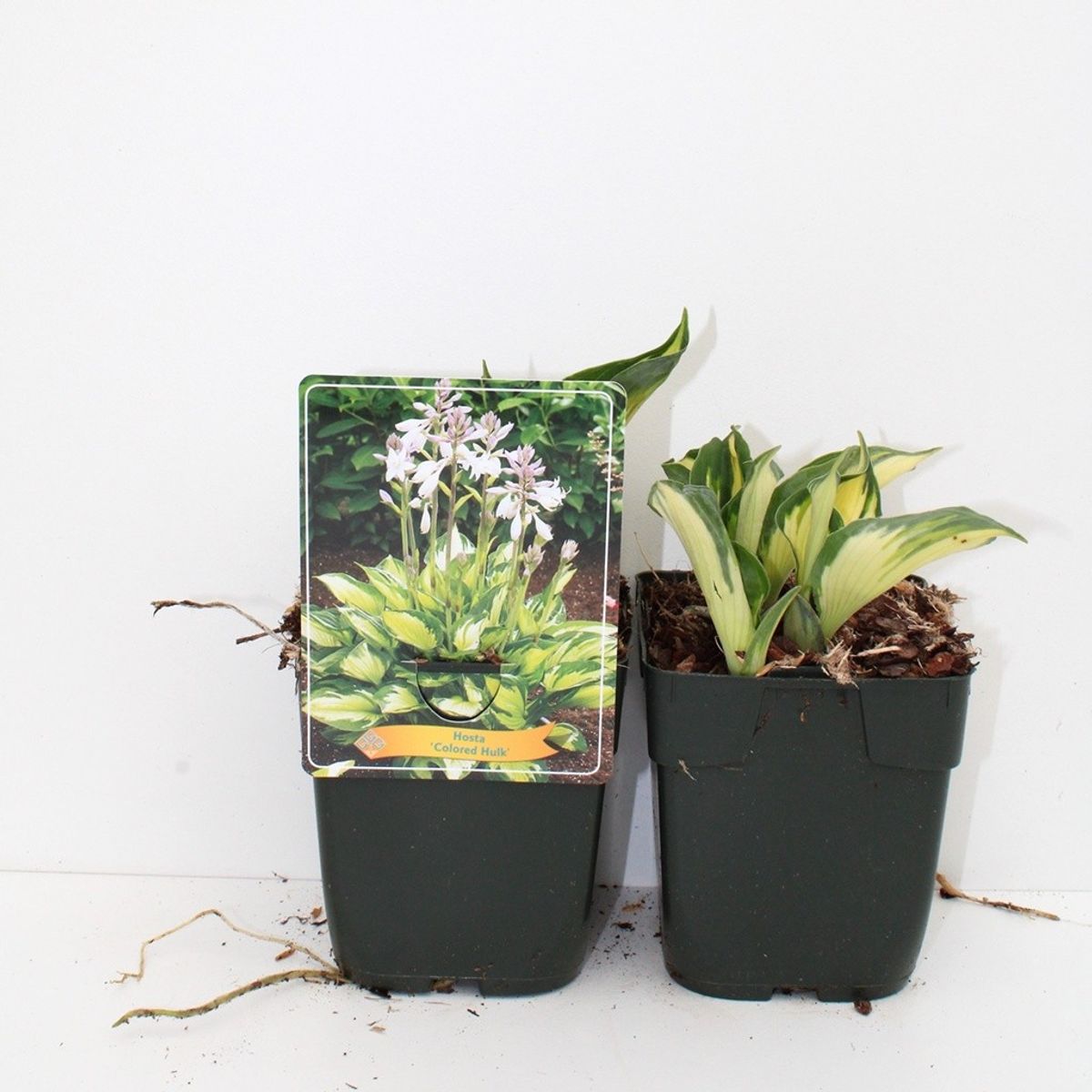 Hosta 'Colored Hulk' — Рослини оптом FlorAccess