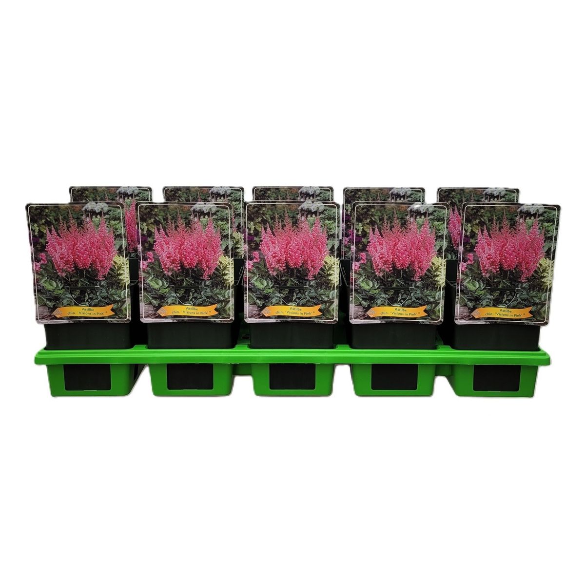 Astilbe chinensis 'Vision in Pink' — Plant Wholesale FlorAccess