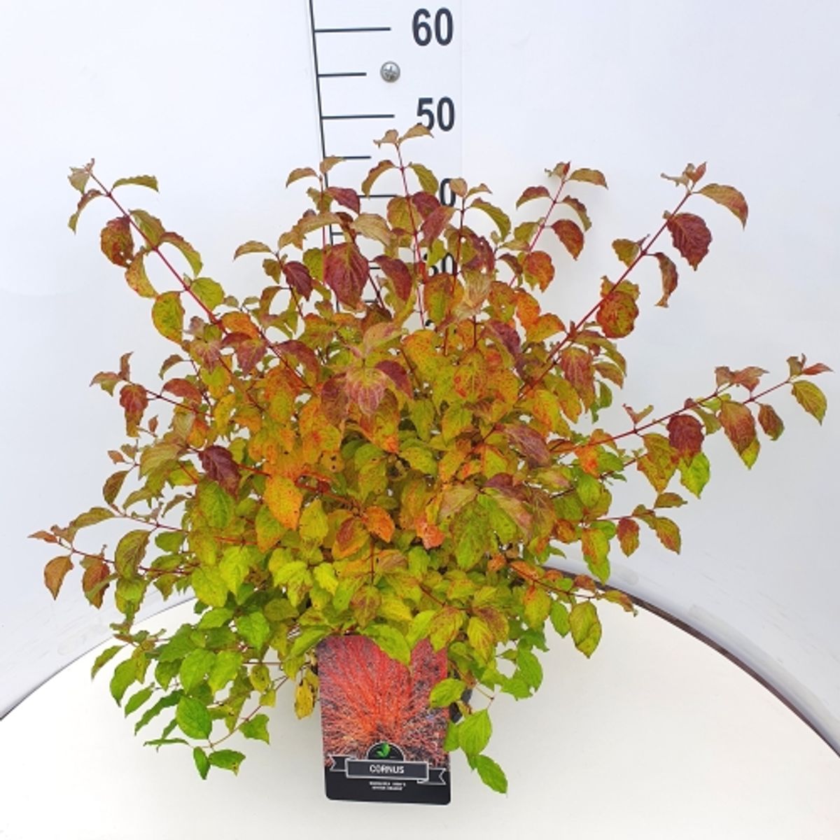 Cornus sanguinea 'Anny's Winter Orange' — Plant Wholesale FlorAccess