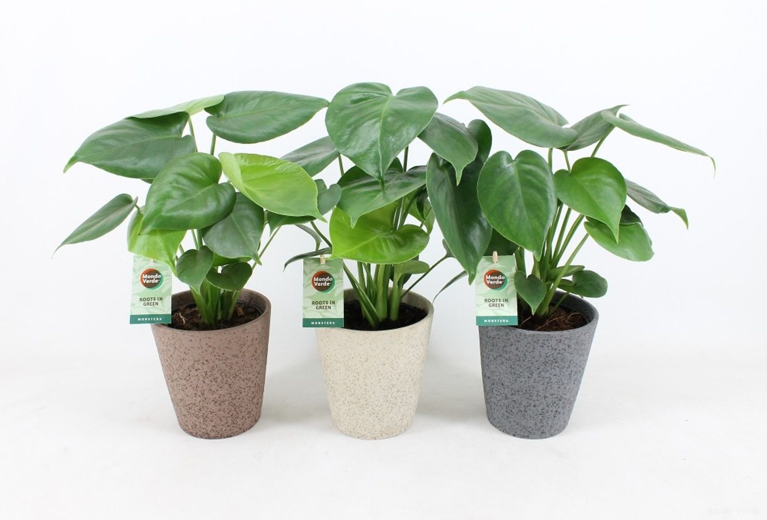 Monstera deliciosa — Plant Wholesale FlorAccess