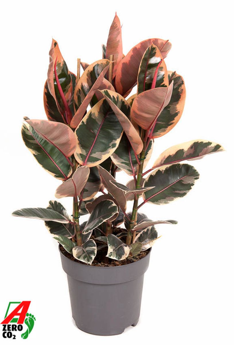Ficus elastica 'Belize' — Plant Wholesale FlorAccess
