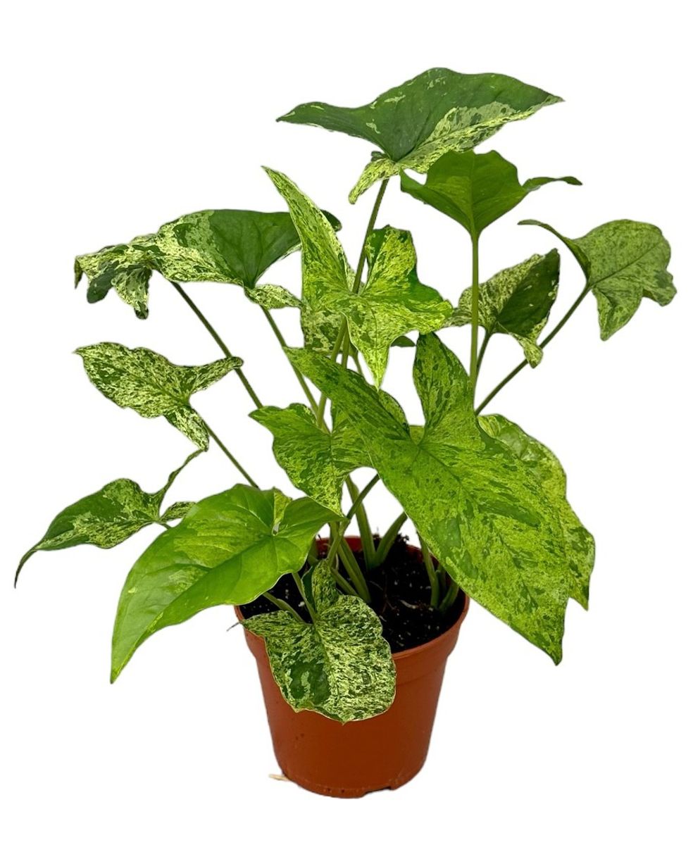Syngonium MOTTLED — Plant Wholesale FlorAccess