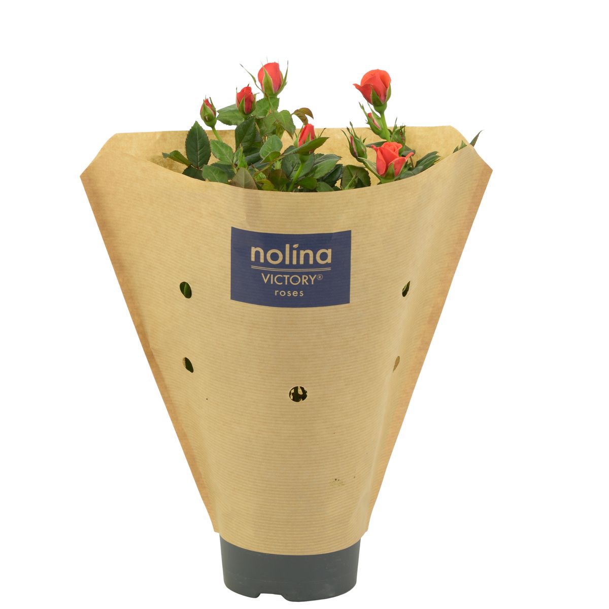 Rosa VICTORY — Plant Wholesale FlorAccess