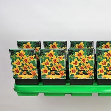 Hemerocallis 'Bonanza' — Plant Wholesale FlorAccess