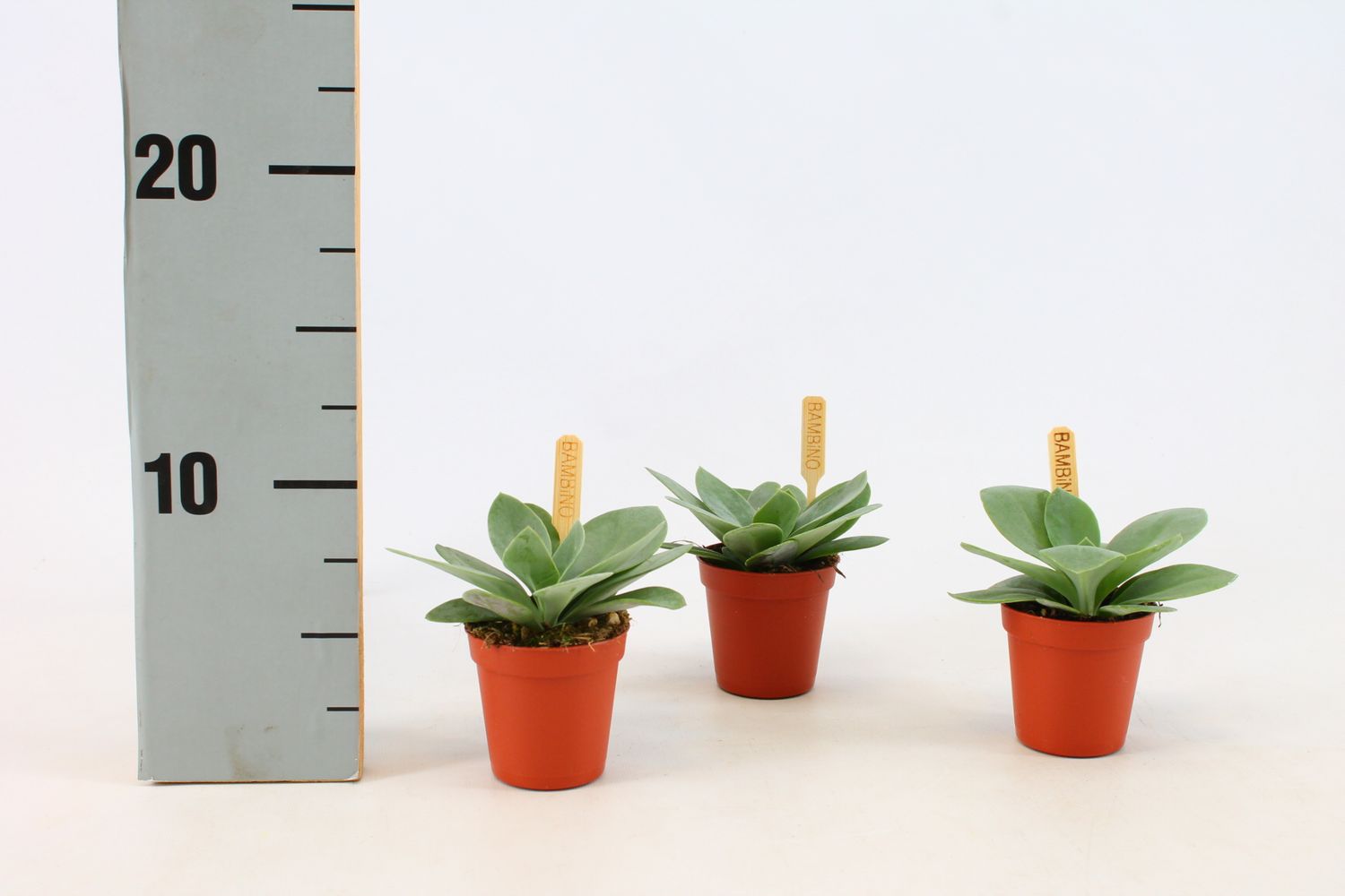 Senecio cephalophorus — Plant Wholesale FlorAccess