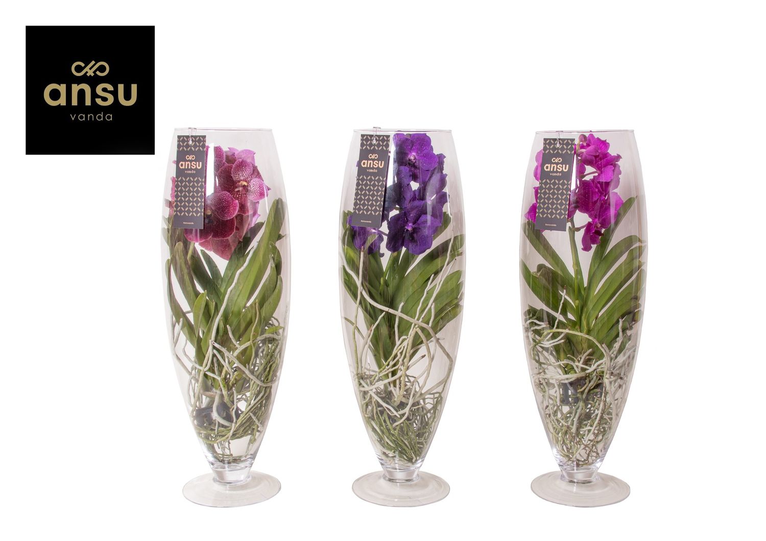 Vanda MIX — Plant Wholesale FlorAccess