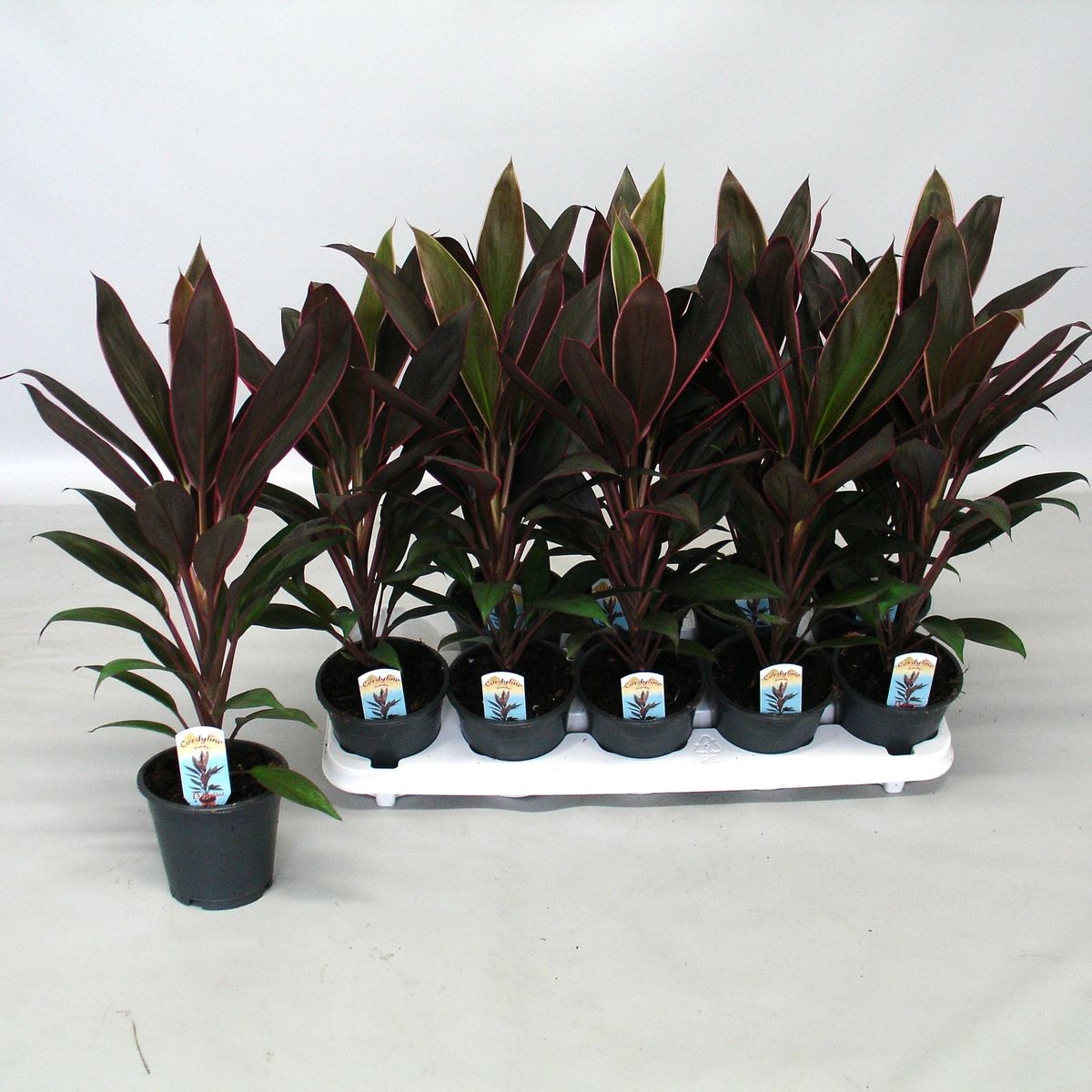 Cordyline fruticosa 'Rumba' — Plant Wholesale FlorAccess