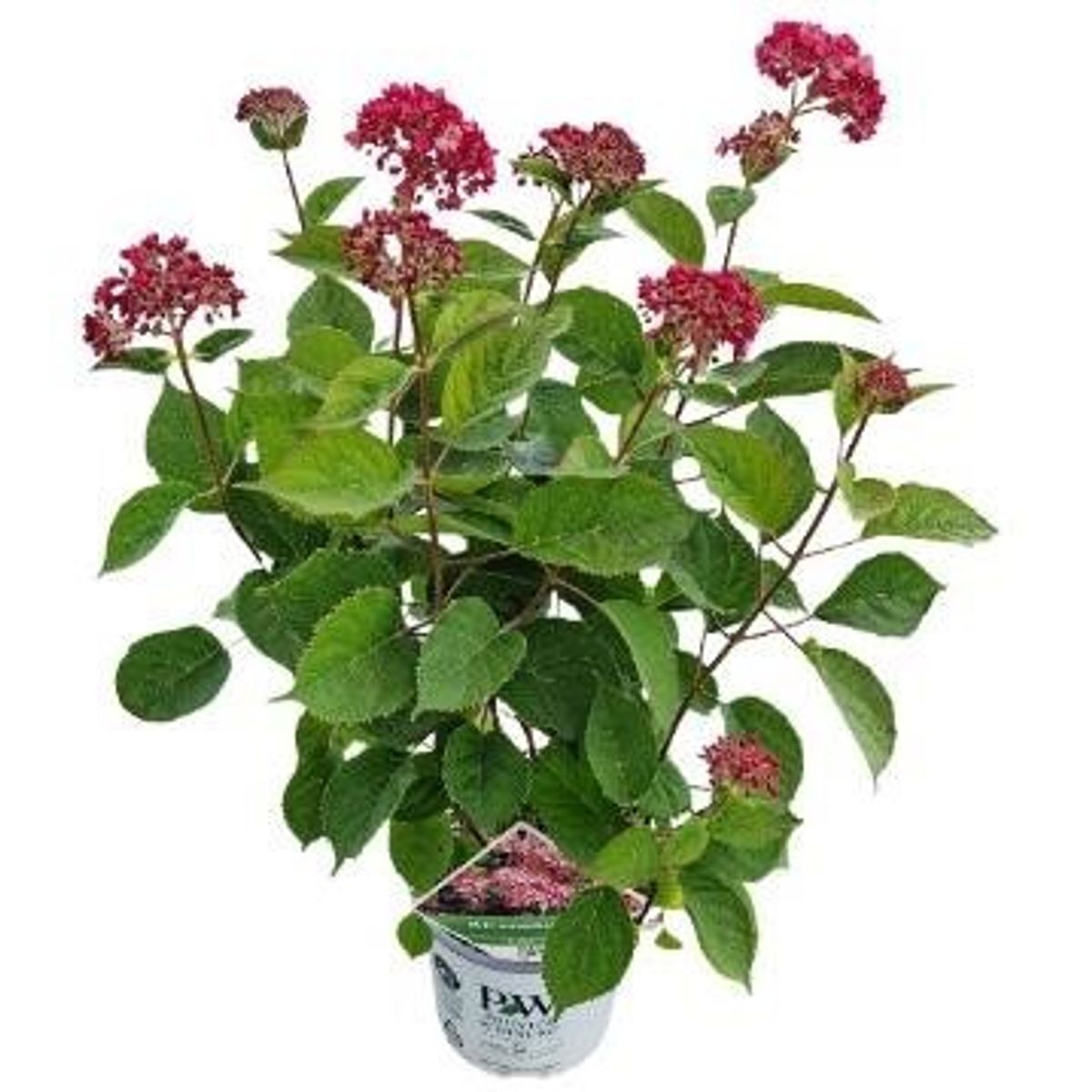 Hydrangea arborescens RUBY ANNABELLE — Plant Wholesale FlorAccess