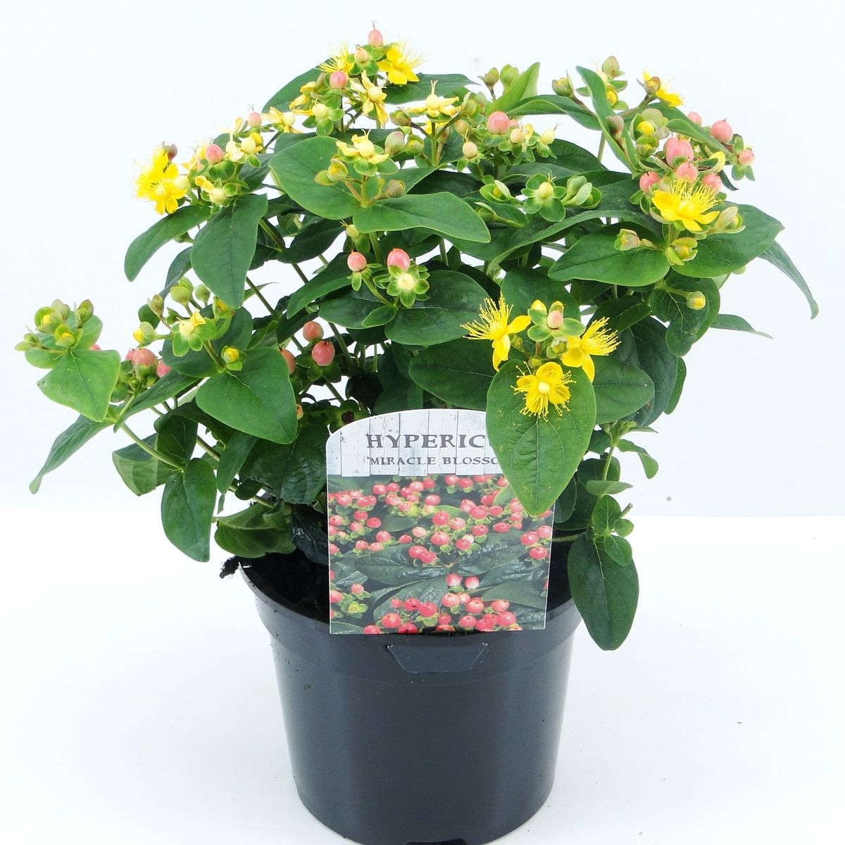 Hypericum MIRACLE BLOSSOM (P17 cm H25 cm) – Plant Wholesale FlorAccess