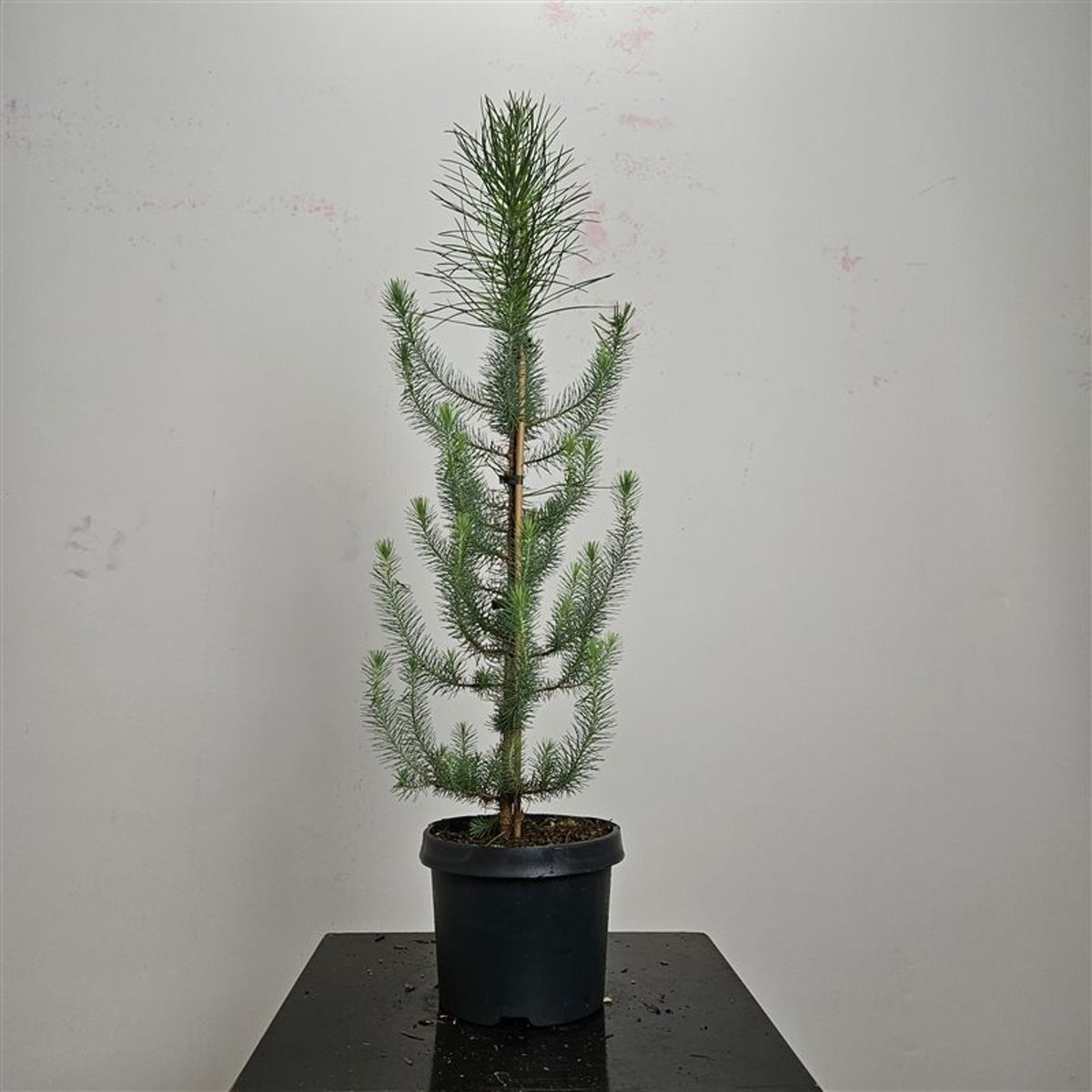 Pinus pinea — Plant Wholesale FlorAccess