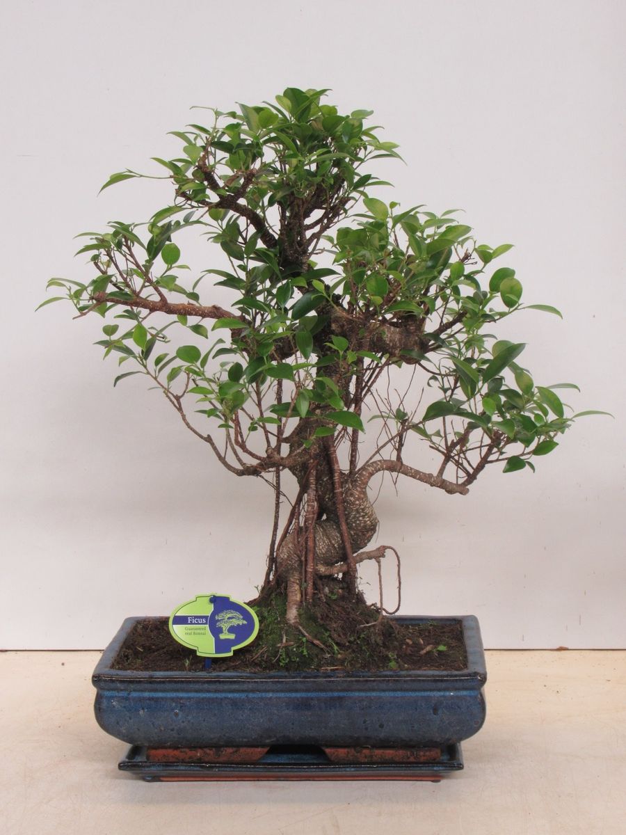 Ficus microcarpa — Plant Wholesale FlorAccess