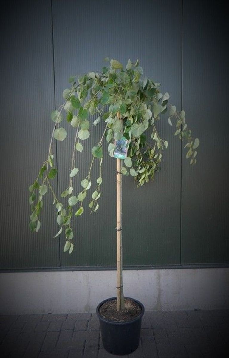 Cercidiphyllum japonicum 'Pendulum' — Plant Wholesale FlorAccess