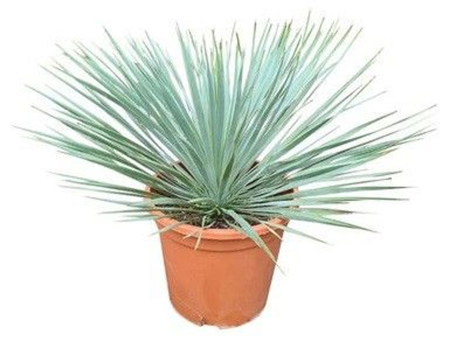 Yucca rostrata — Plant Wholesale FlorAccess
