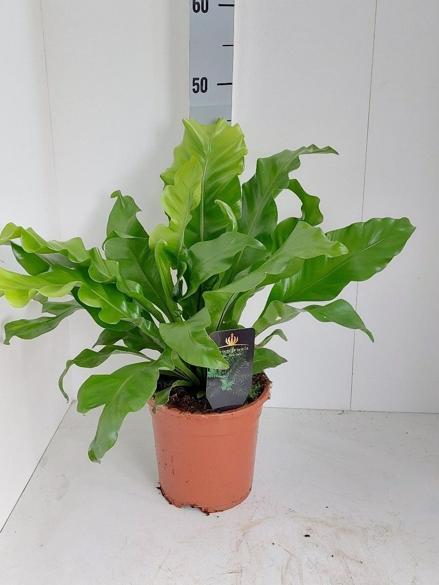 Asplenium nidus — Plant Wholesale FlorAccess