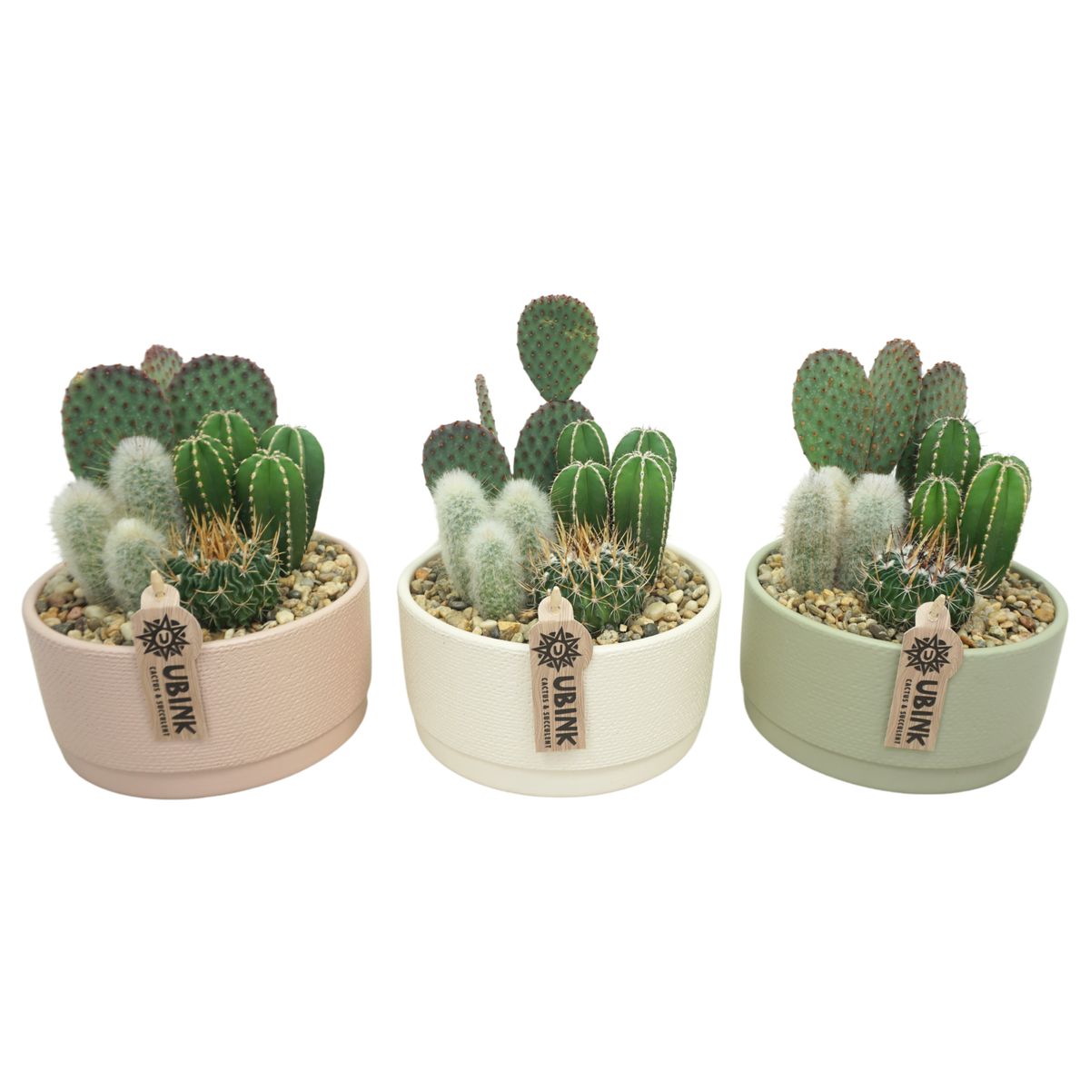 Cactus MIX IN POT — Plant Wholesale FlorAccess