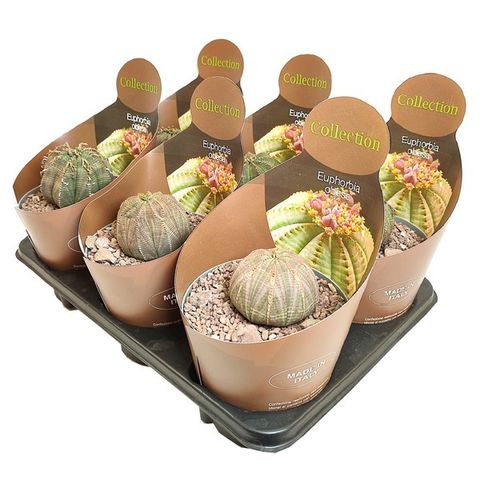 Euphorbia obesa — Plant Wholesale FlorAccess