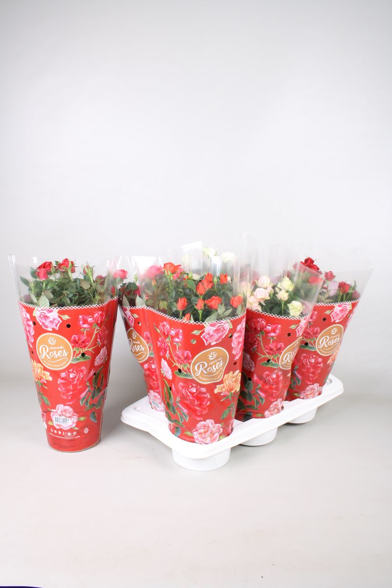 Rosa FAVOURITE ROSES MIX — Hurtownia roślin FlorAccess