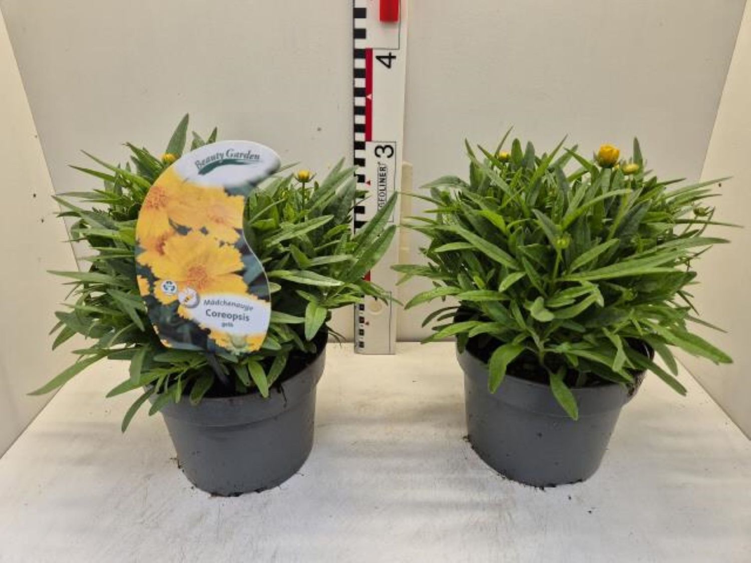 Coreopsis grandiflora DOUBLE THE SUN — Plant Wholesale FlorAccess