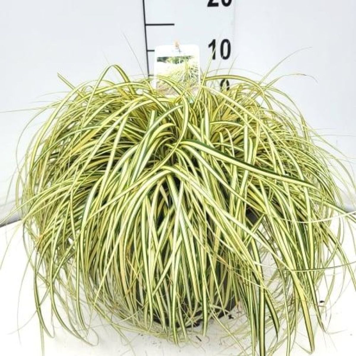 Carex oshimensis 'Evergold' — Plant Wholesale FlorAccess