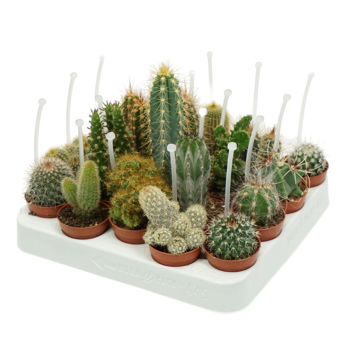 Cactus MIX — Plant Wholesale FlorAccess