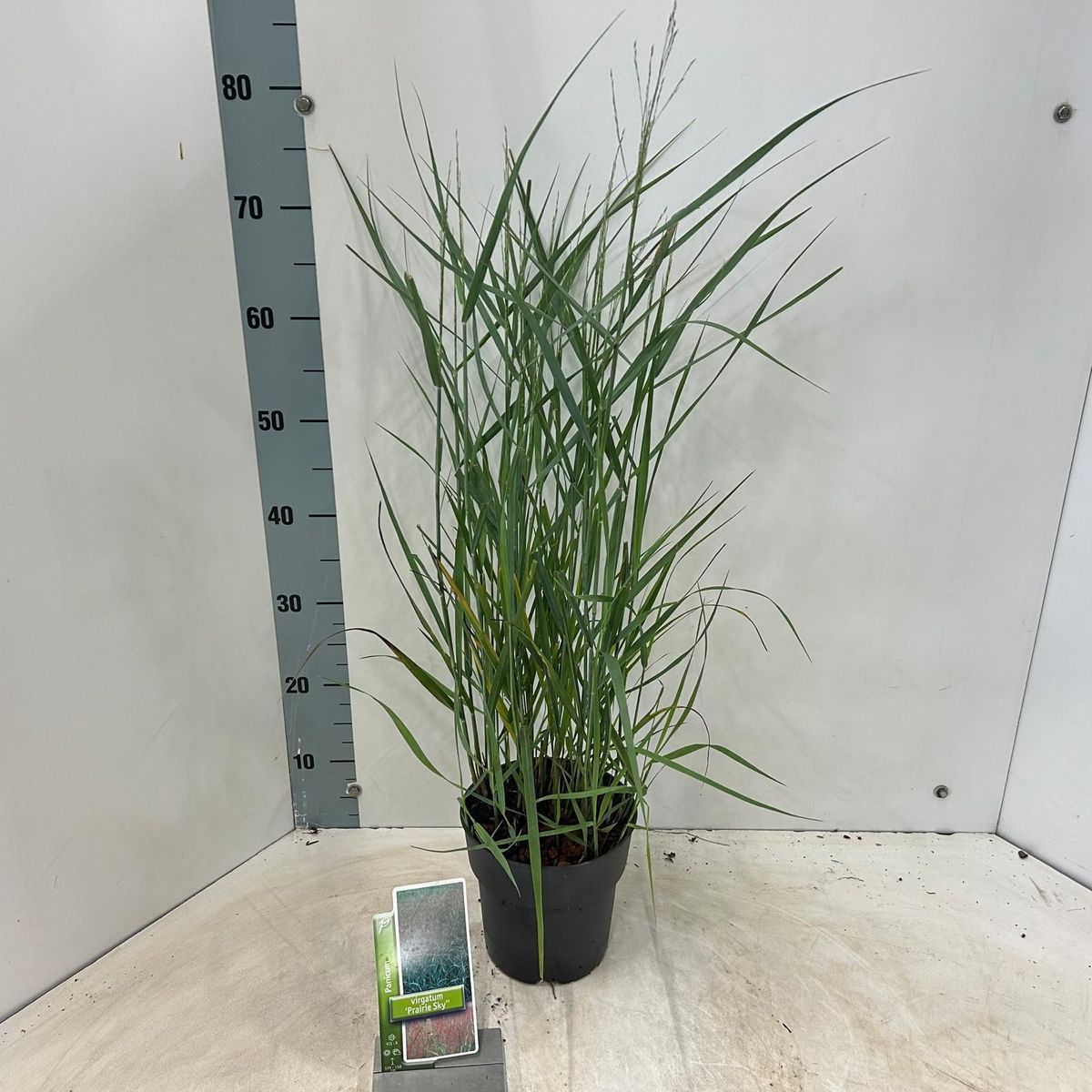Panicum virgatum 'Prairie Sky' — Plant Wholesale FlorAccess