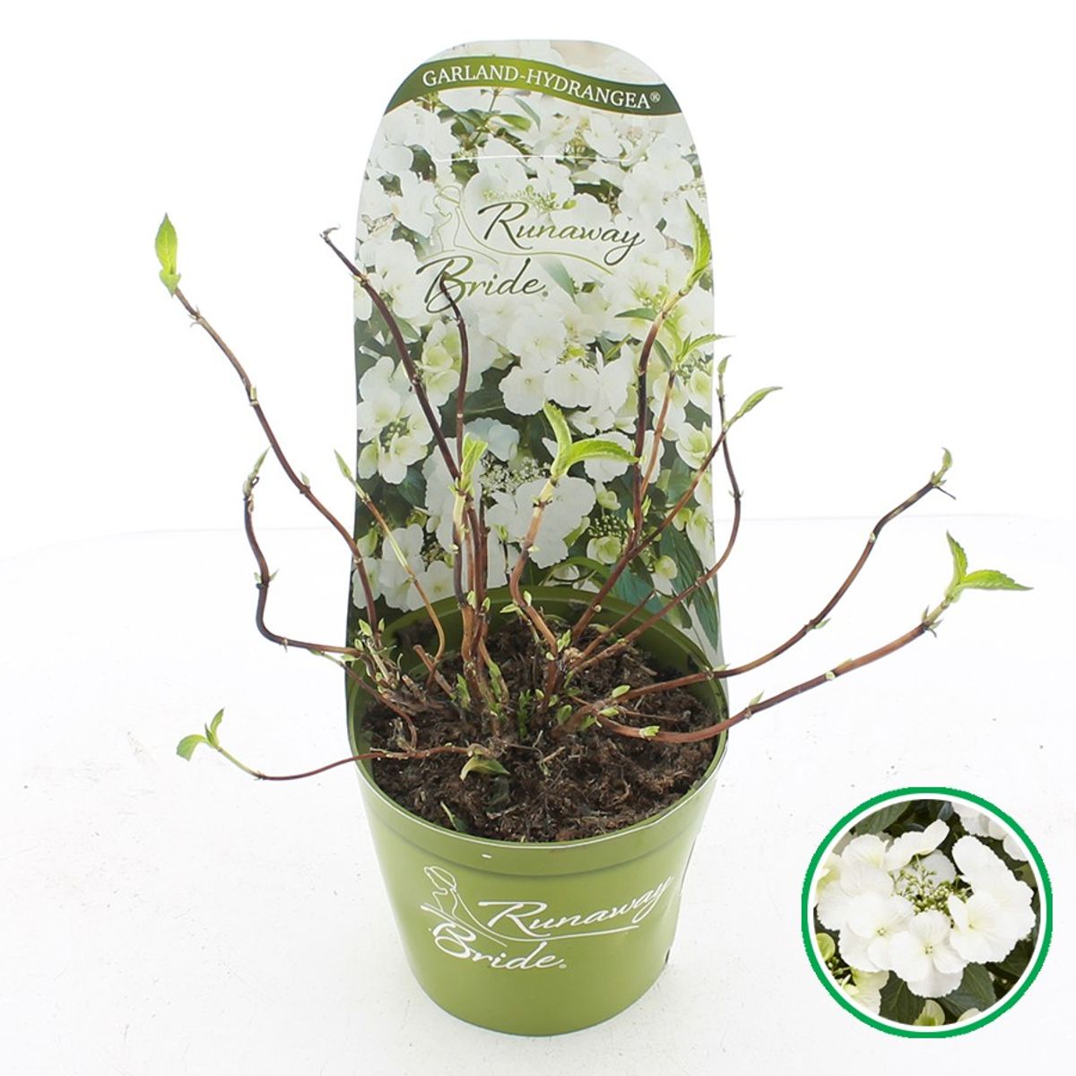 Hydrangea RUNAWAY BRIDE — Plant Wholesale FlorAccess